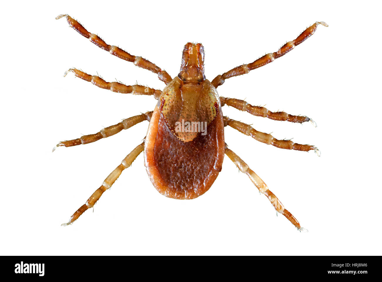 Yellow Dog Tick Stock Photo - Alamy