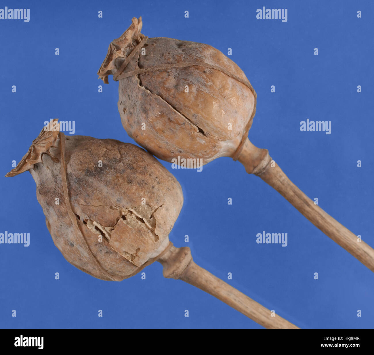Scored Opium Poppy Plant Stock Photo - Alamy