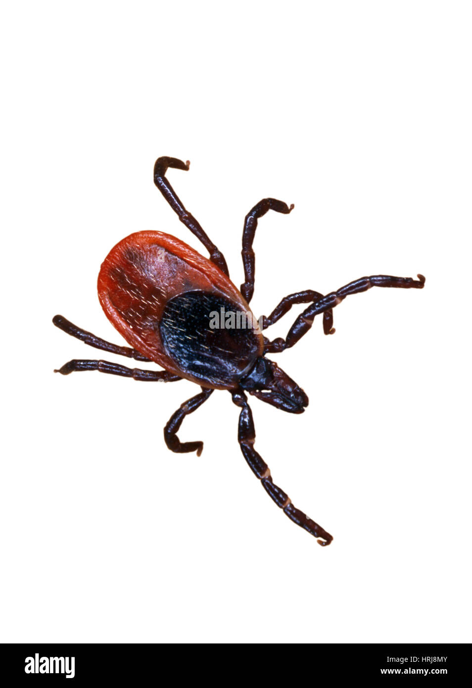 Ixodes Scapularis Stock Photos & Ixodes Scapularis Stock Images - Alamy