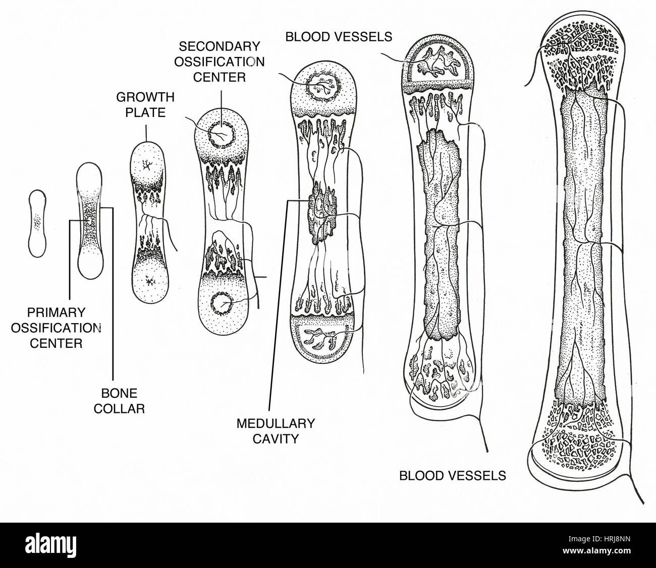 Labelled diagram hi-res stock photography and images - Alamy