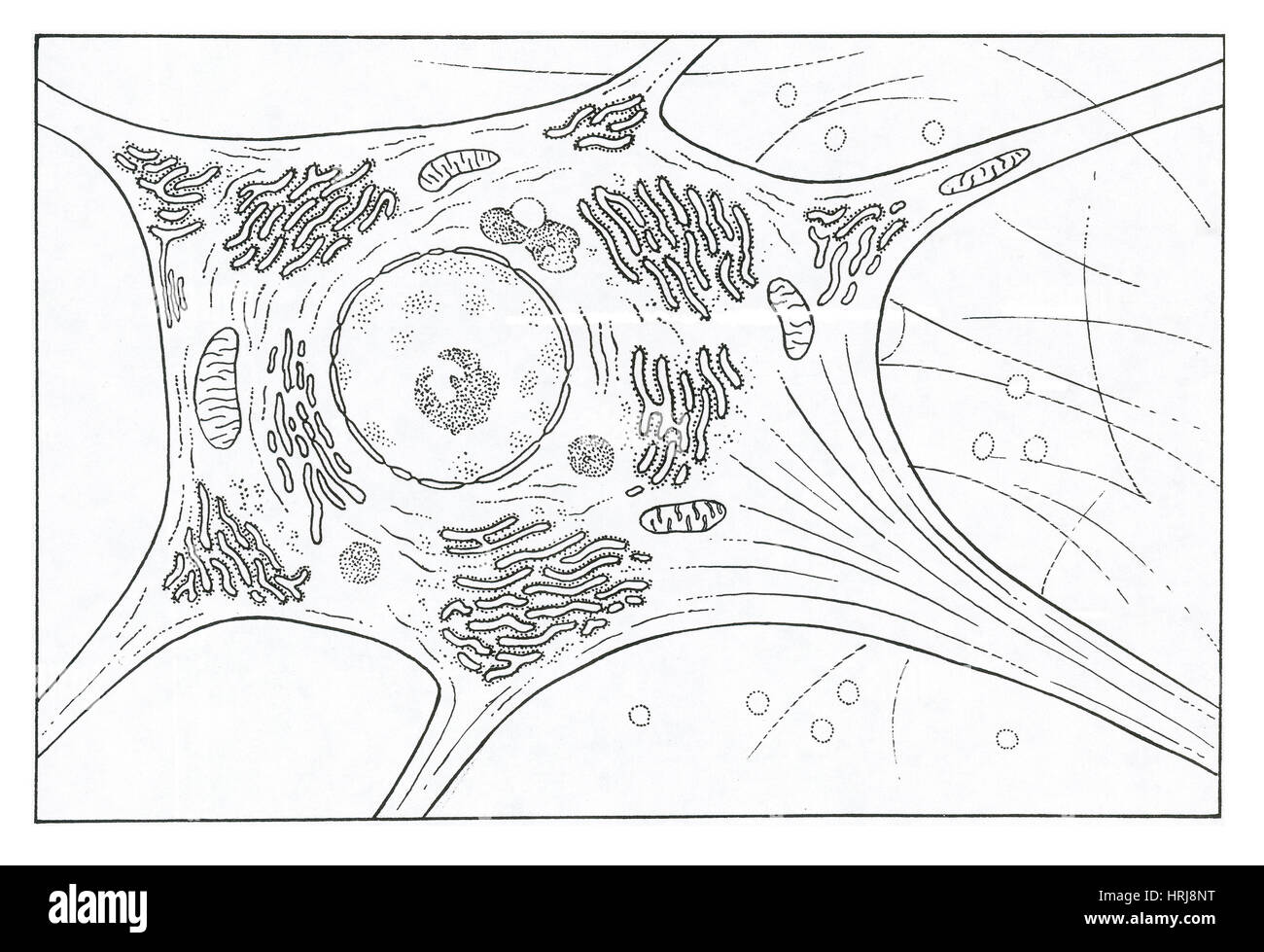 Synapse anatomical drawing hi-res stock photography and images - Alamy