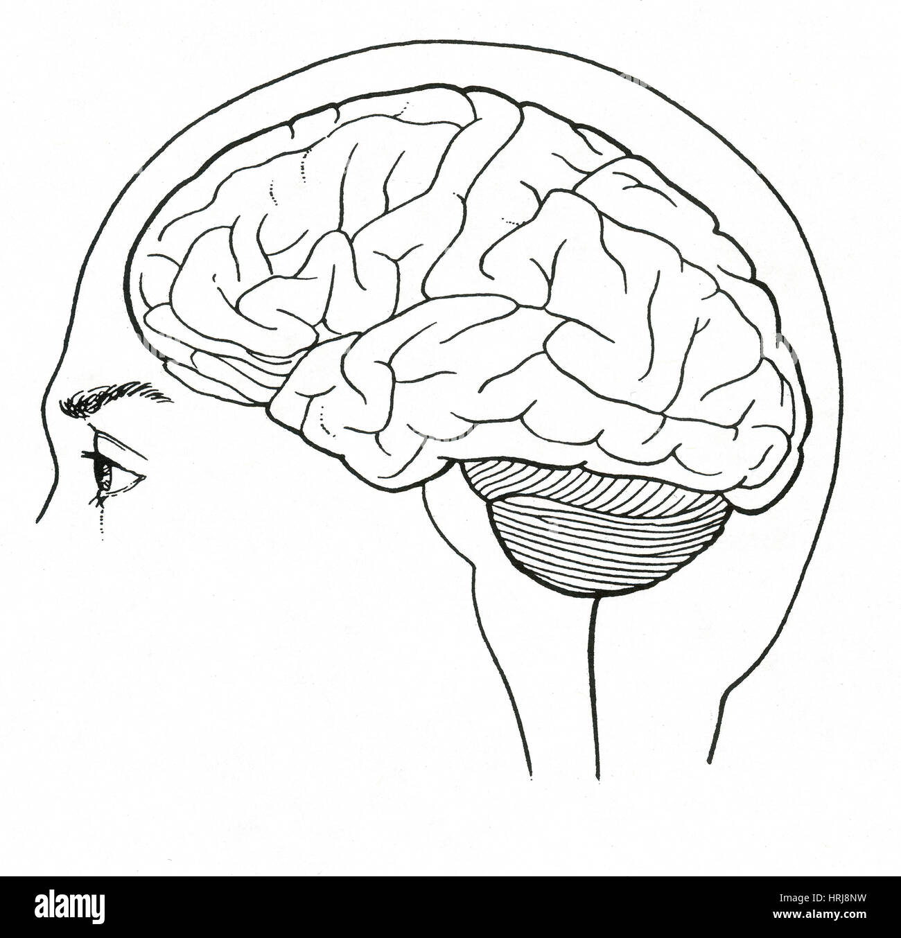 Anatomical diagram brain Cut Out Stock Images & Pictures - Alamy