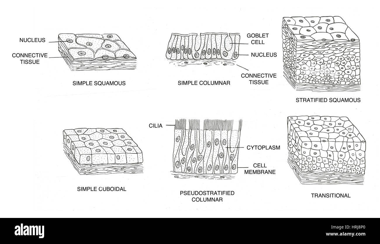 Types of Epithelial Cells Stock Photo - Alamy Types of Epithelial Cells Stock Photo - Alamy