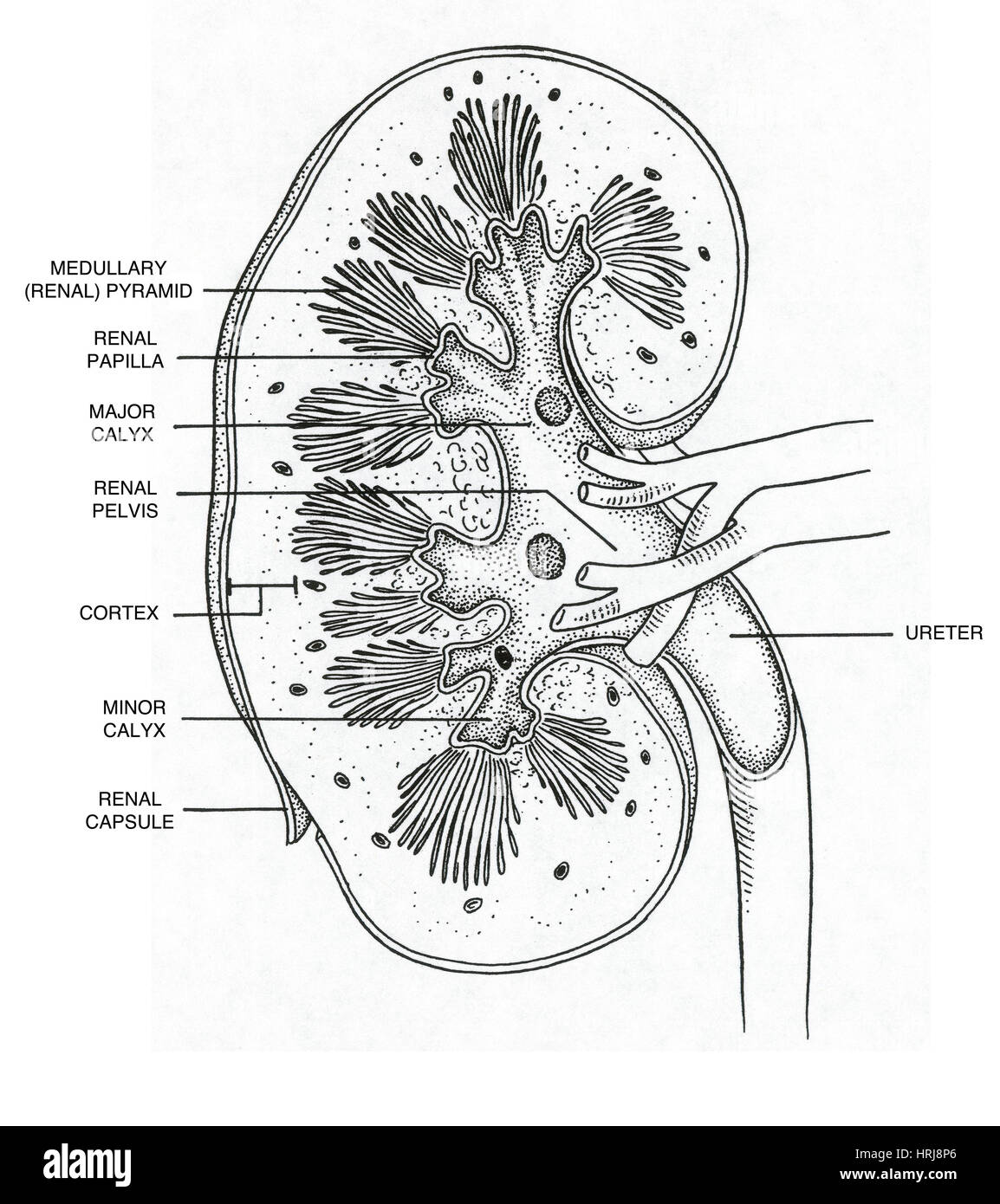 Kidney Cross Section Diagram