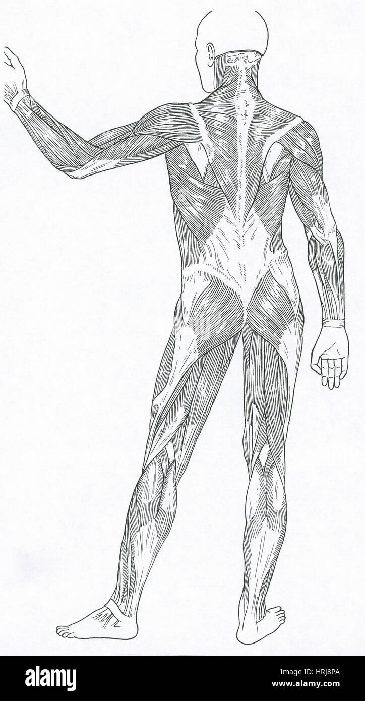 Muscular anatomy drawing hi-res stock photography and images - Alamy