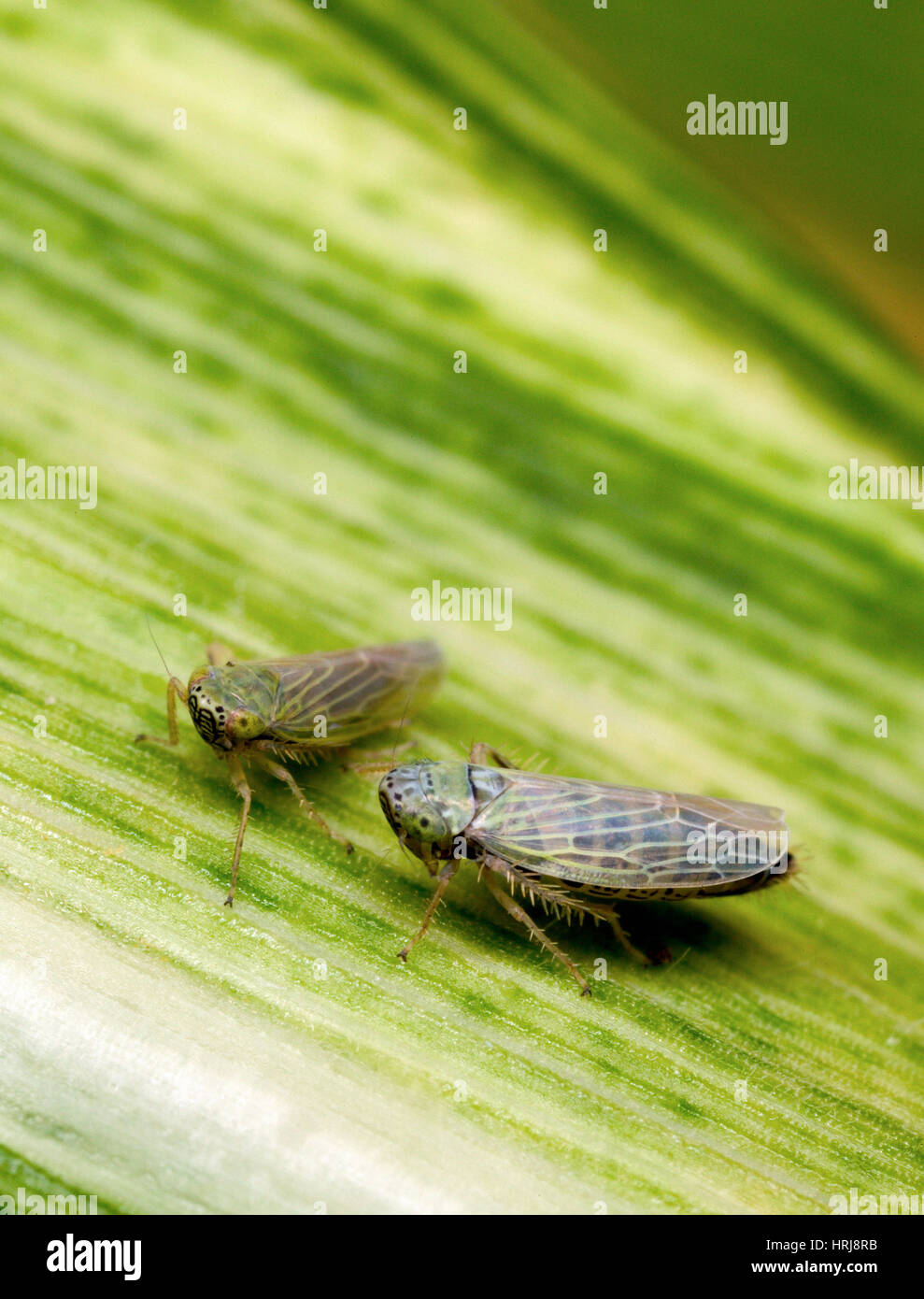 Leafhopper corn insect pest hi-res stock photography and images - Alamy