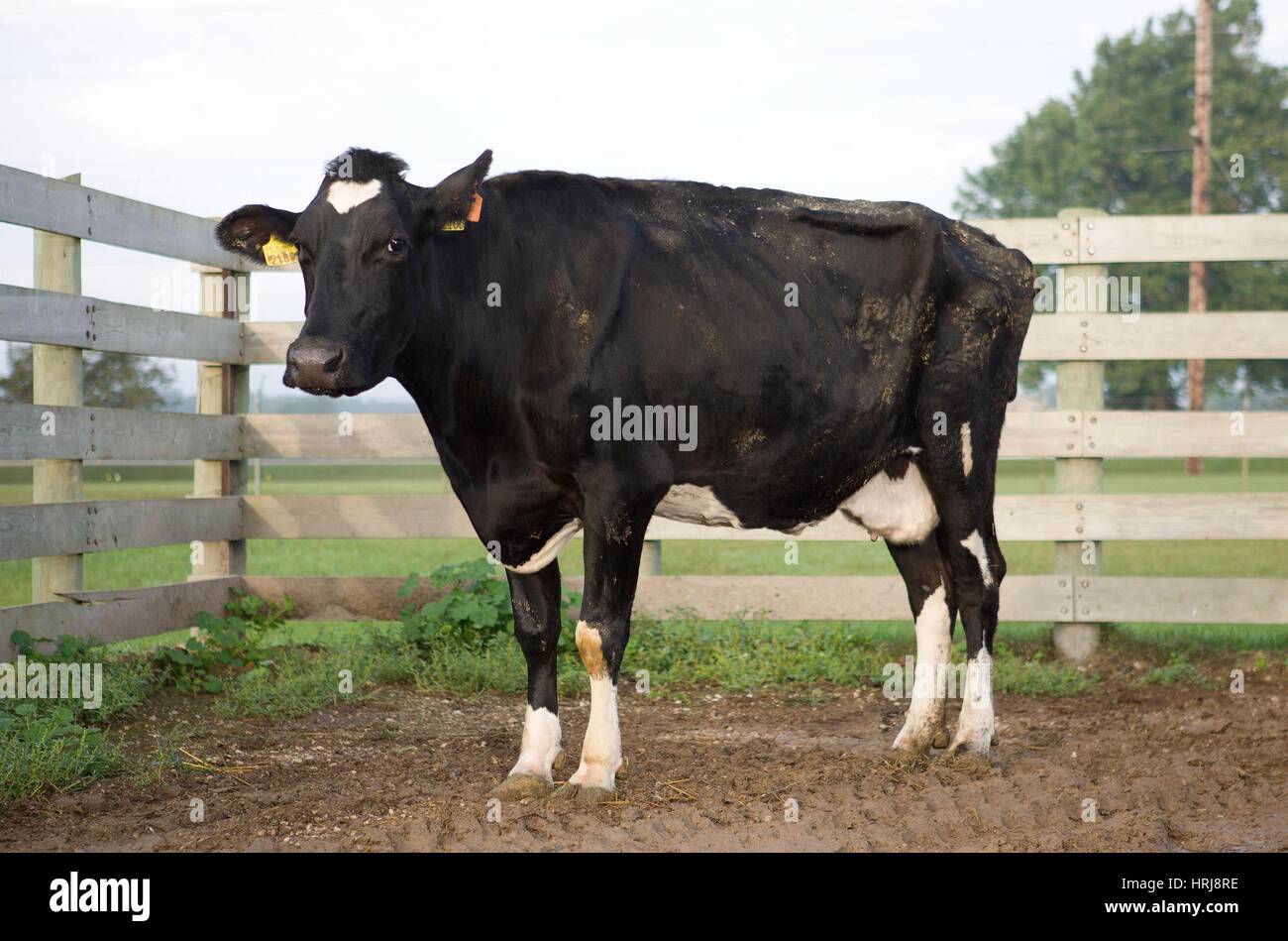 Johne's disease cattle hi-res stock photography and images - Alamy