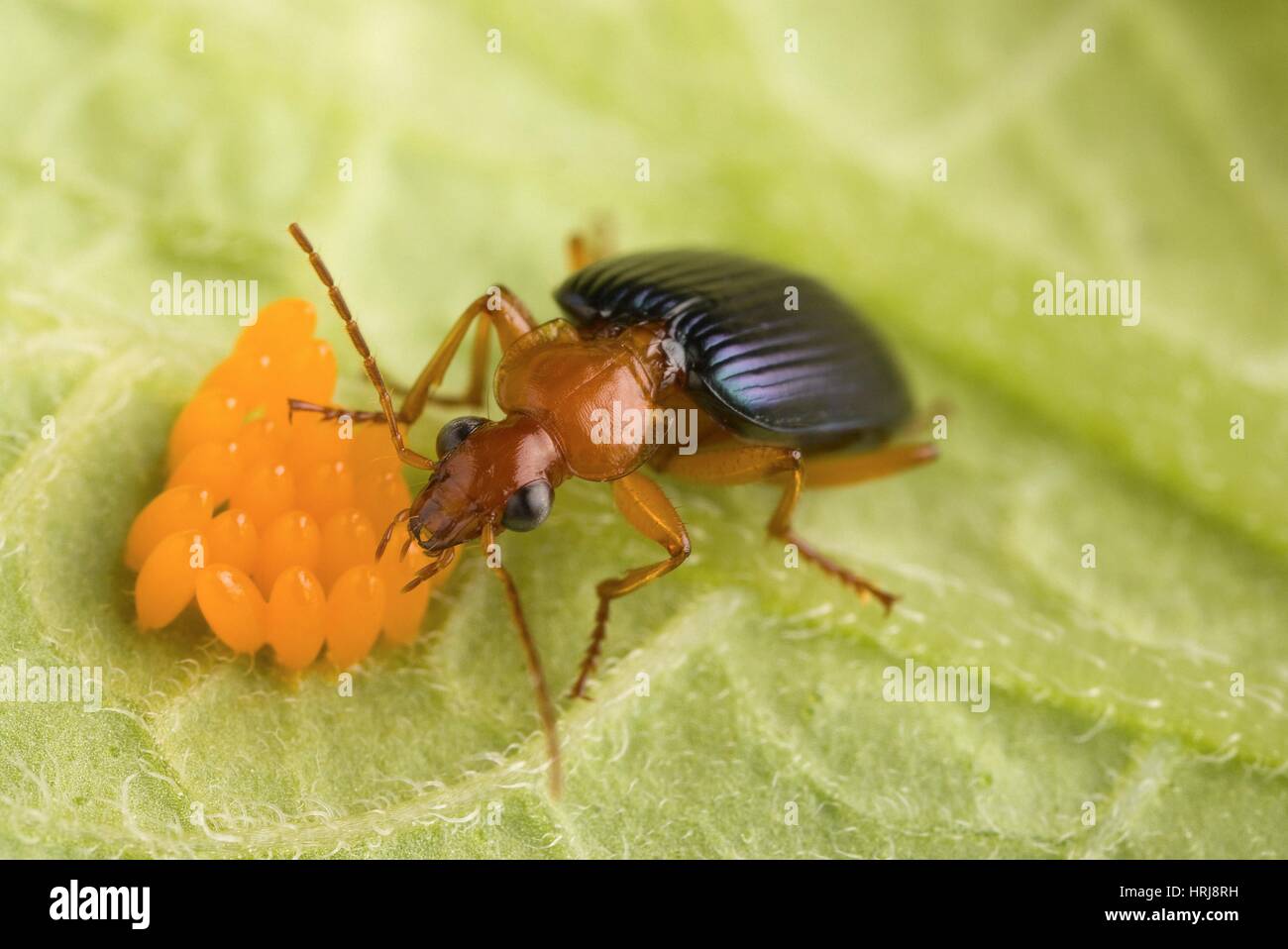 Biological control of Potato Beetle Stock Photo - Alamy