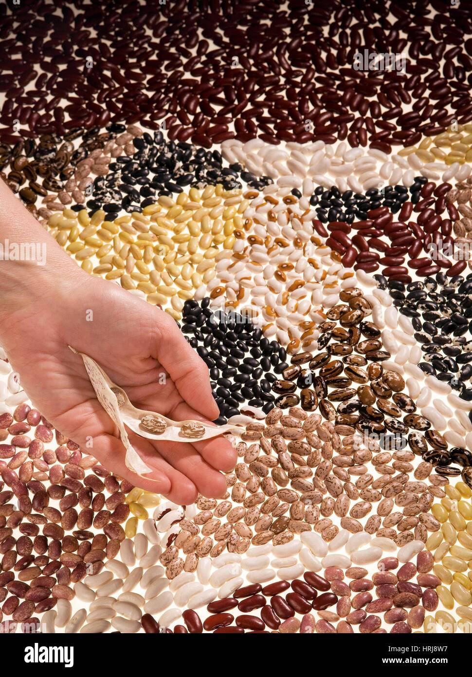 Many Varieties of Beans Stock Photo - Alamy