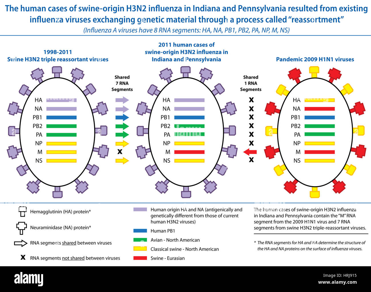 H3n2 virus hi-res stock photography and images - Alamy