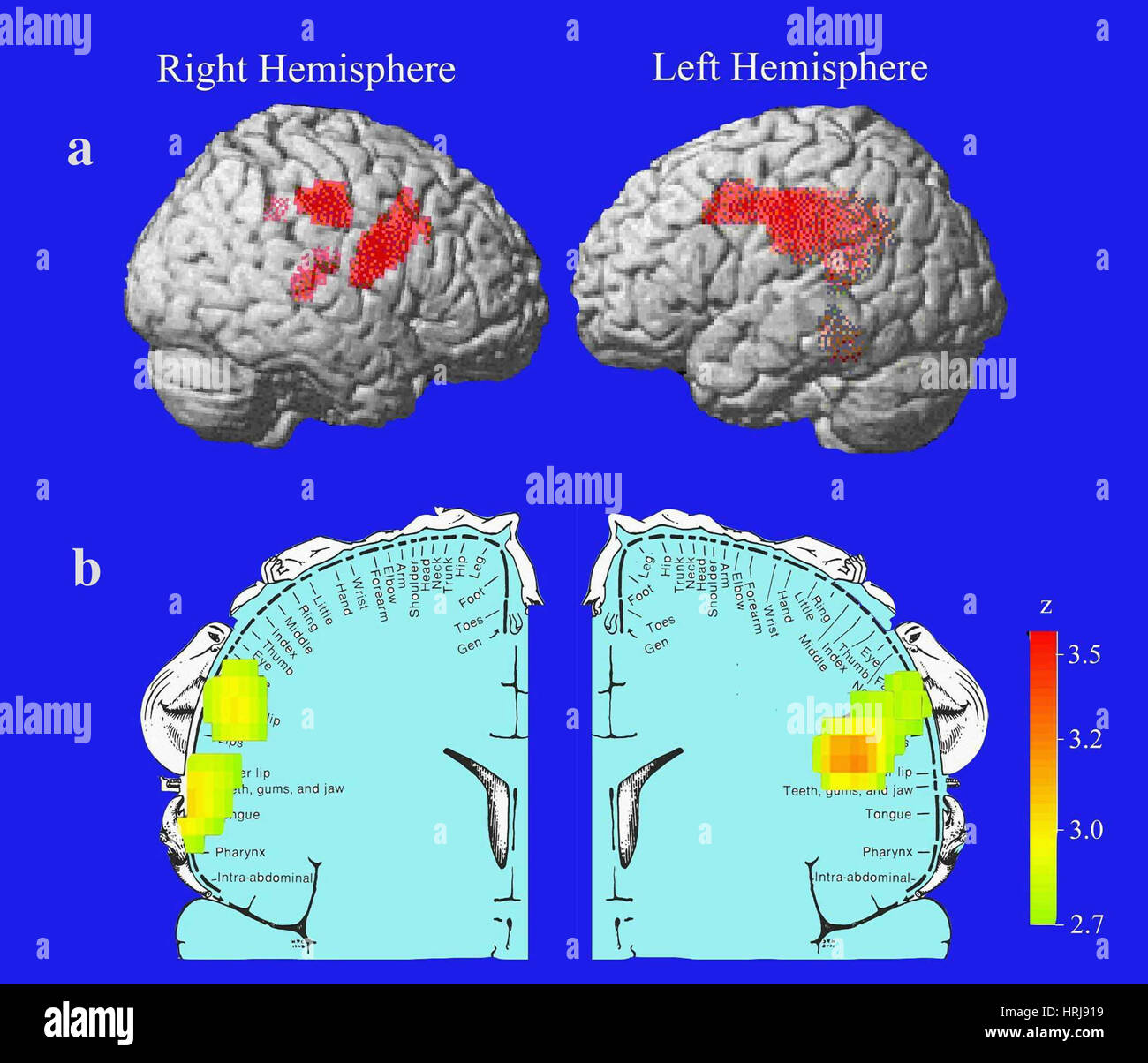 Homunculus brain hi-res stock photography and images - Alamy