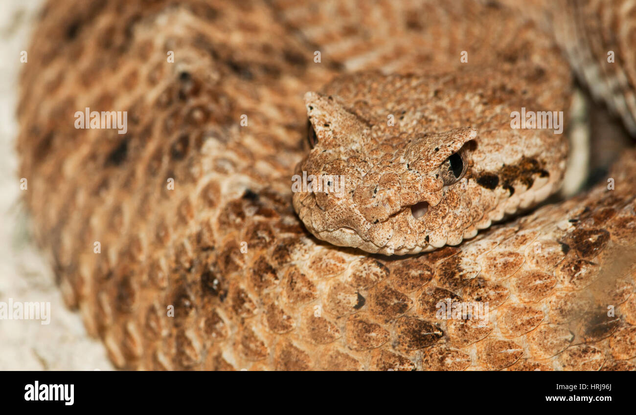 Saharan horned viper hi-res stock photography and images - Alamy