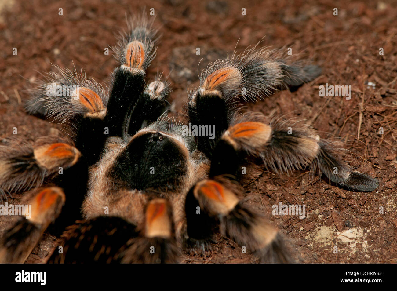 Mexican red knee tarantula close-up Stock Photo - Alamy