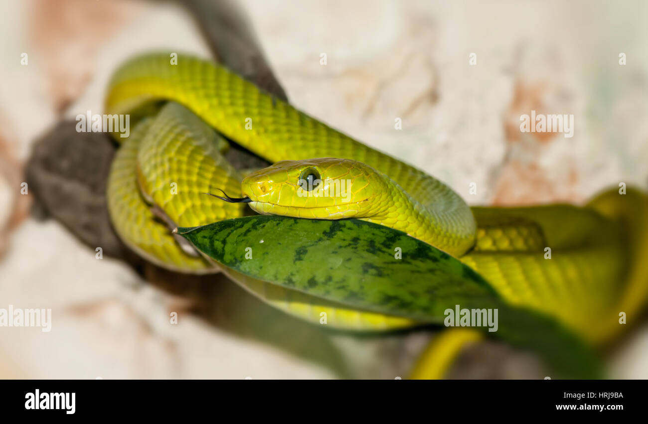 Green snake in a forest close-up Stock Photo - Alamy