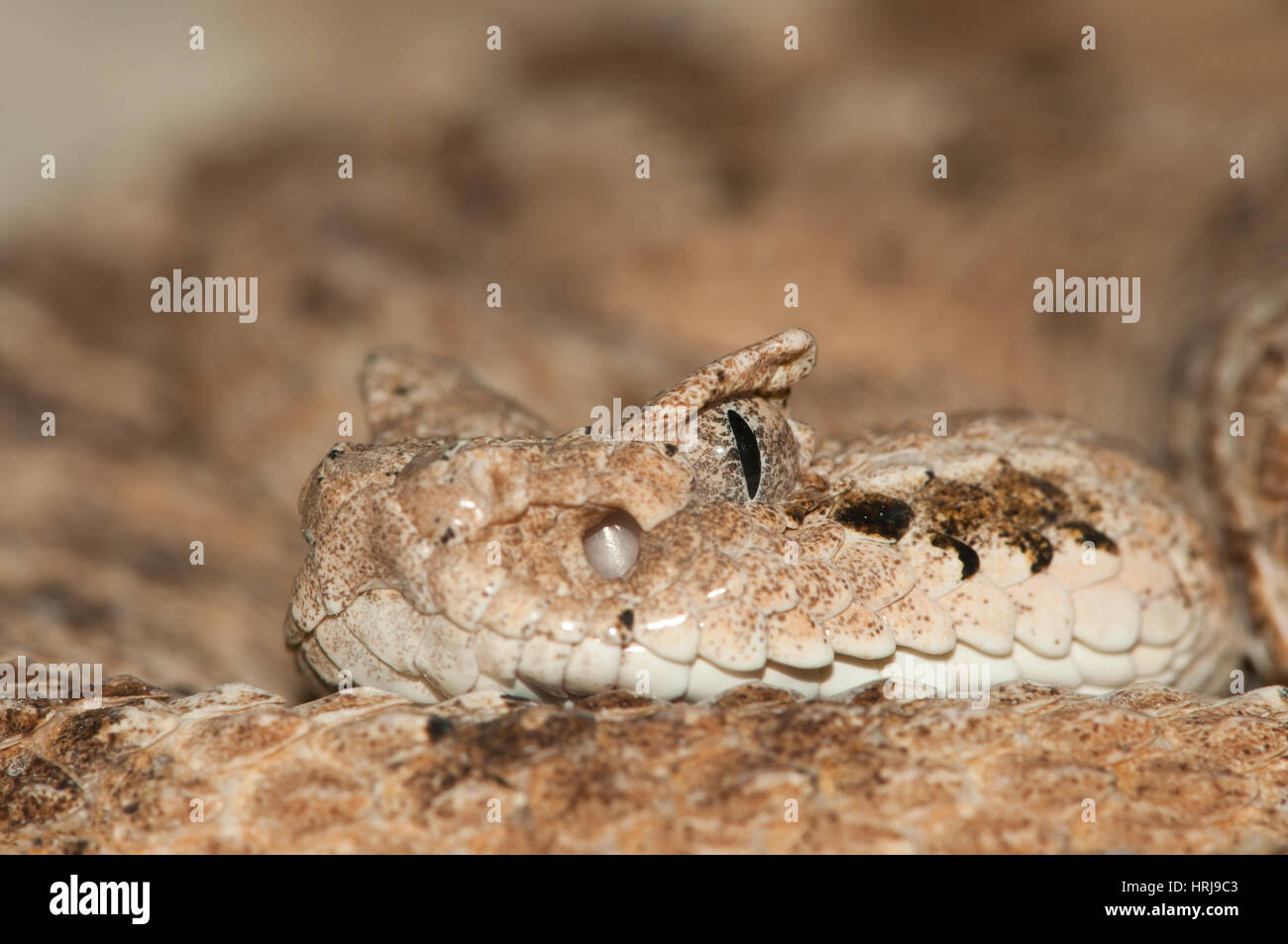 Desert Snake close-up portrait Stock Photo - Alamy