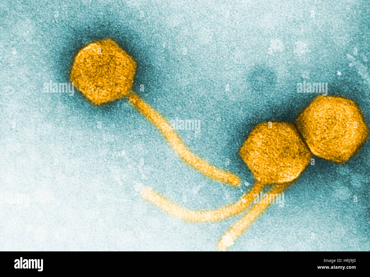Bacteriophage t5 hi-res stock photography and images - Alamy