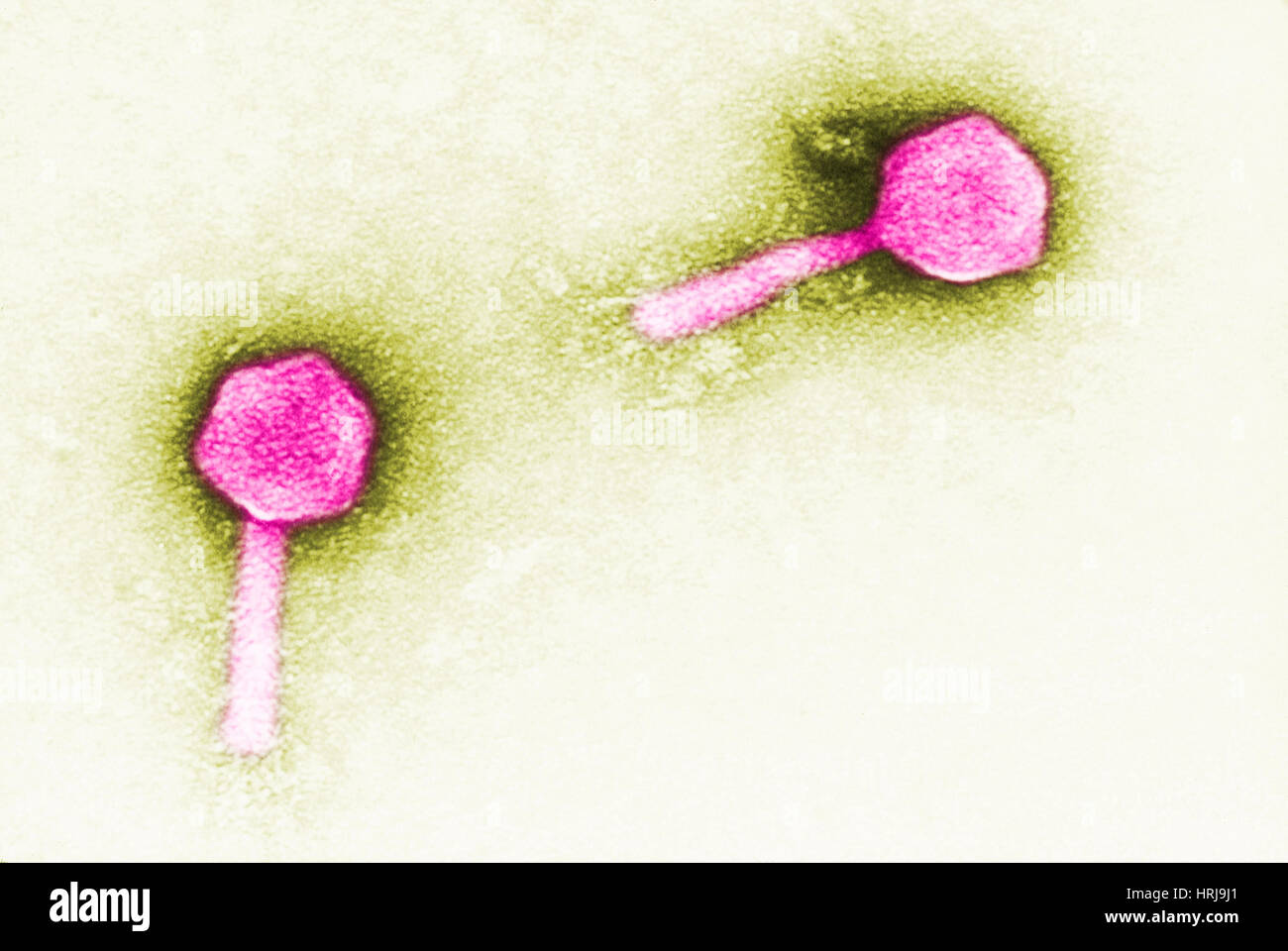 P1 bacteriophage hi-res stock photography and images - Alamy