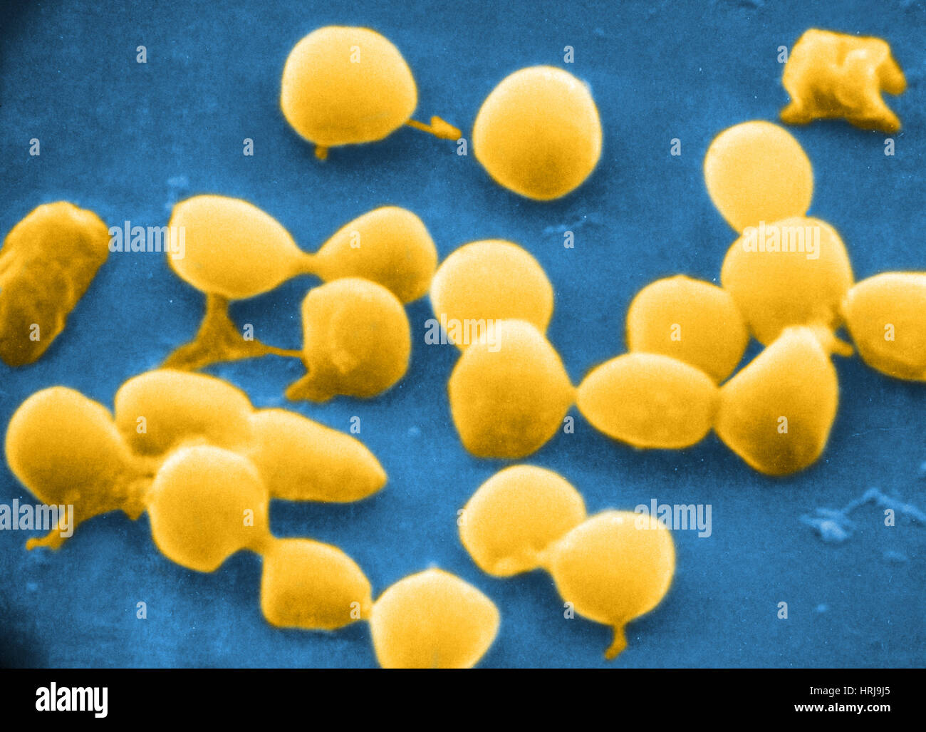 Micrococcus Bacteria High Resolution Stock Photography and Images - Alamy