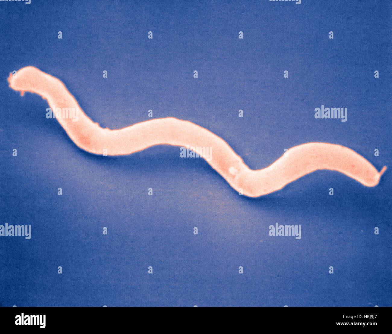 Rhodospirillum hi-res stock photography and images - Alamy