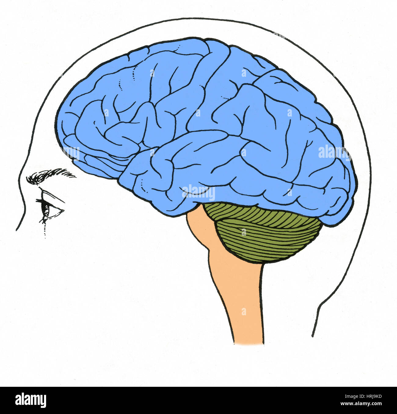 Anatomical diagram brain Cut Out Stock Images & Pictures - Alamy