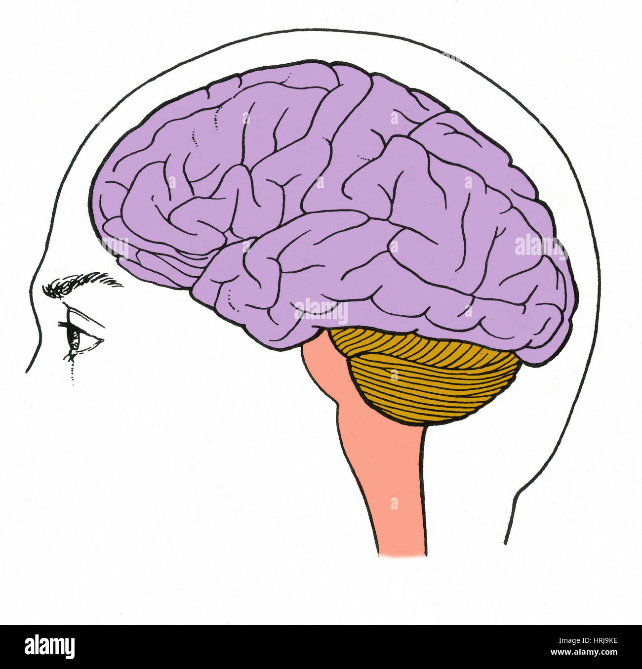 Anatomical diagram brain Cut Out Stock Images & Pictures - Alamy