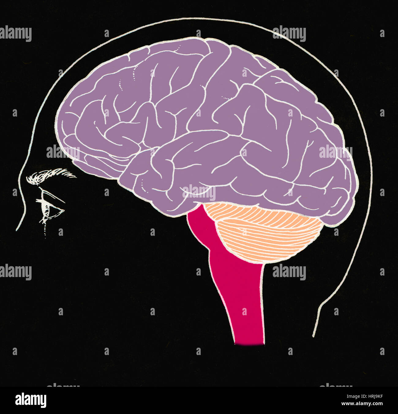 Brain diagram cortex hi-res stock photography and images - Alamy
