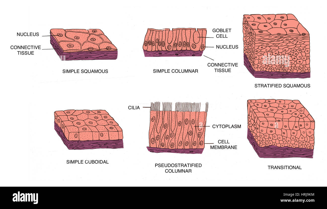 Types of Epithelial Cells Stock Photo - Alamy Types of Epithelial Cells Stock Photo - Alamy