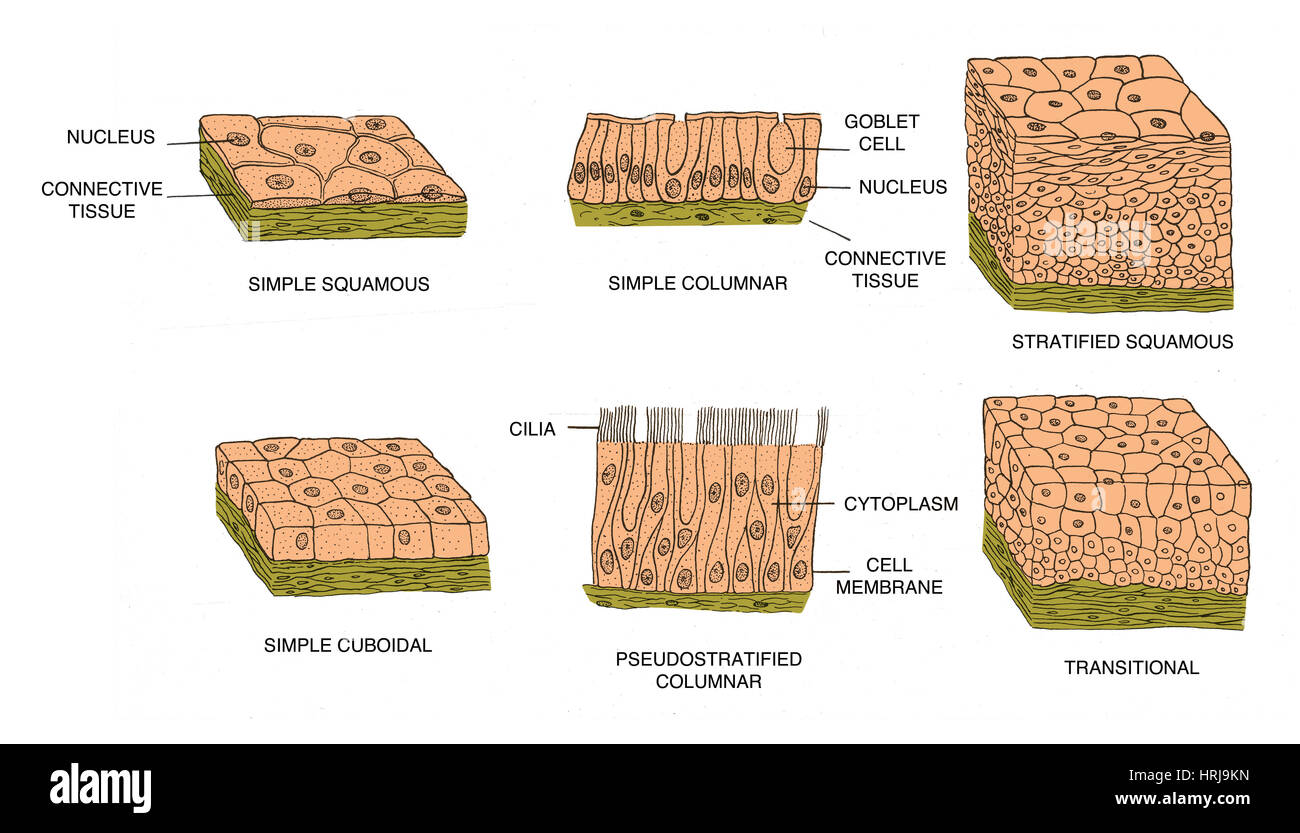 Types of Epithelial Cells Stock Photo - Alamy