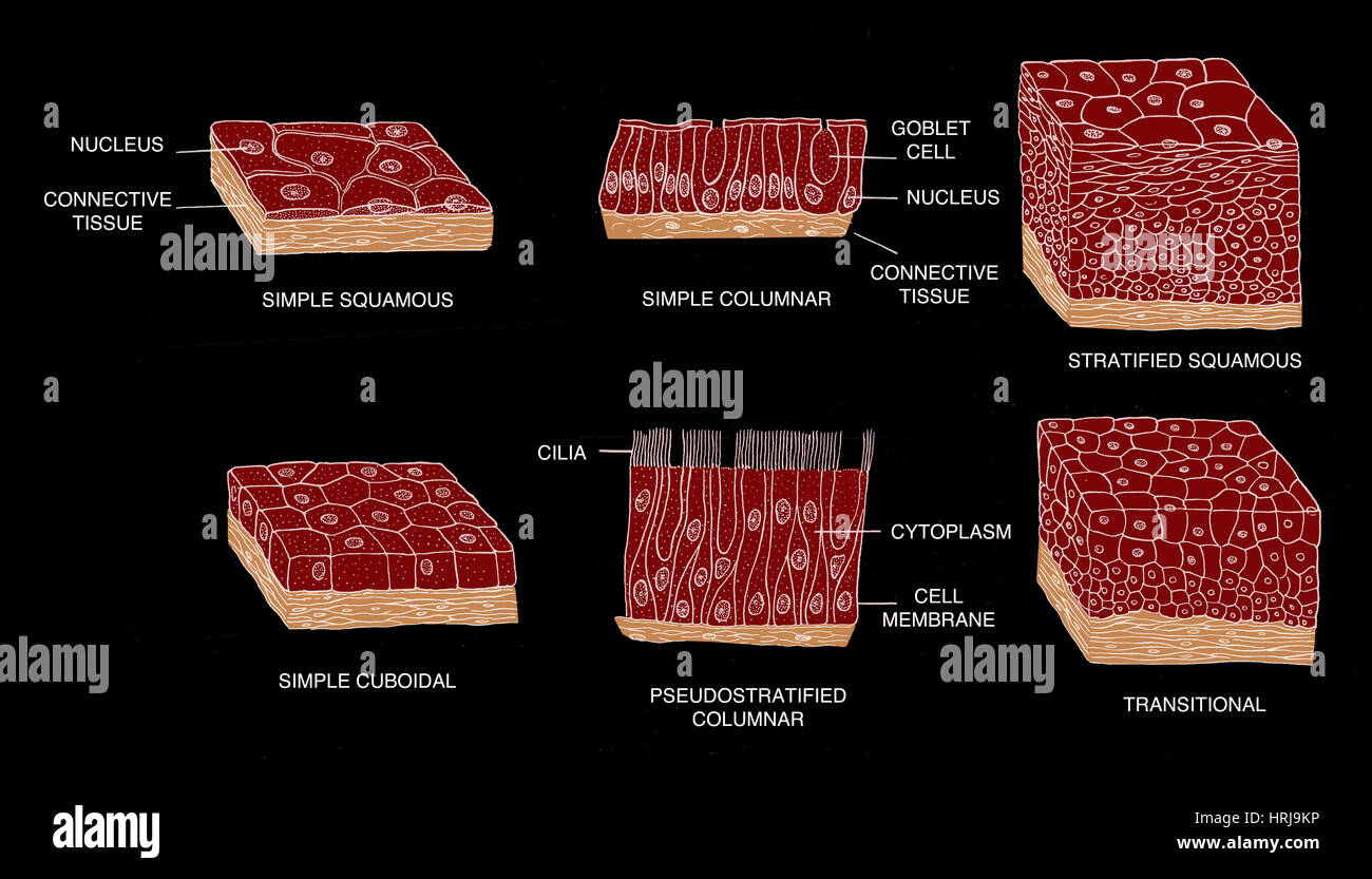 Types of Epithelial Cells Stock Photo - Alamy Types of Epithelial Cells Stock Photo - Alamy