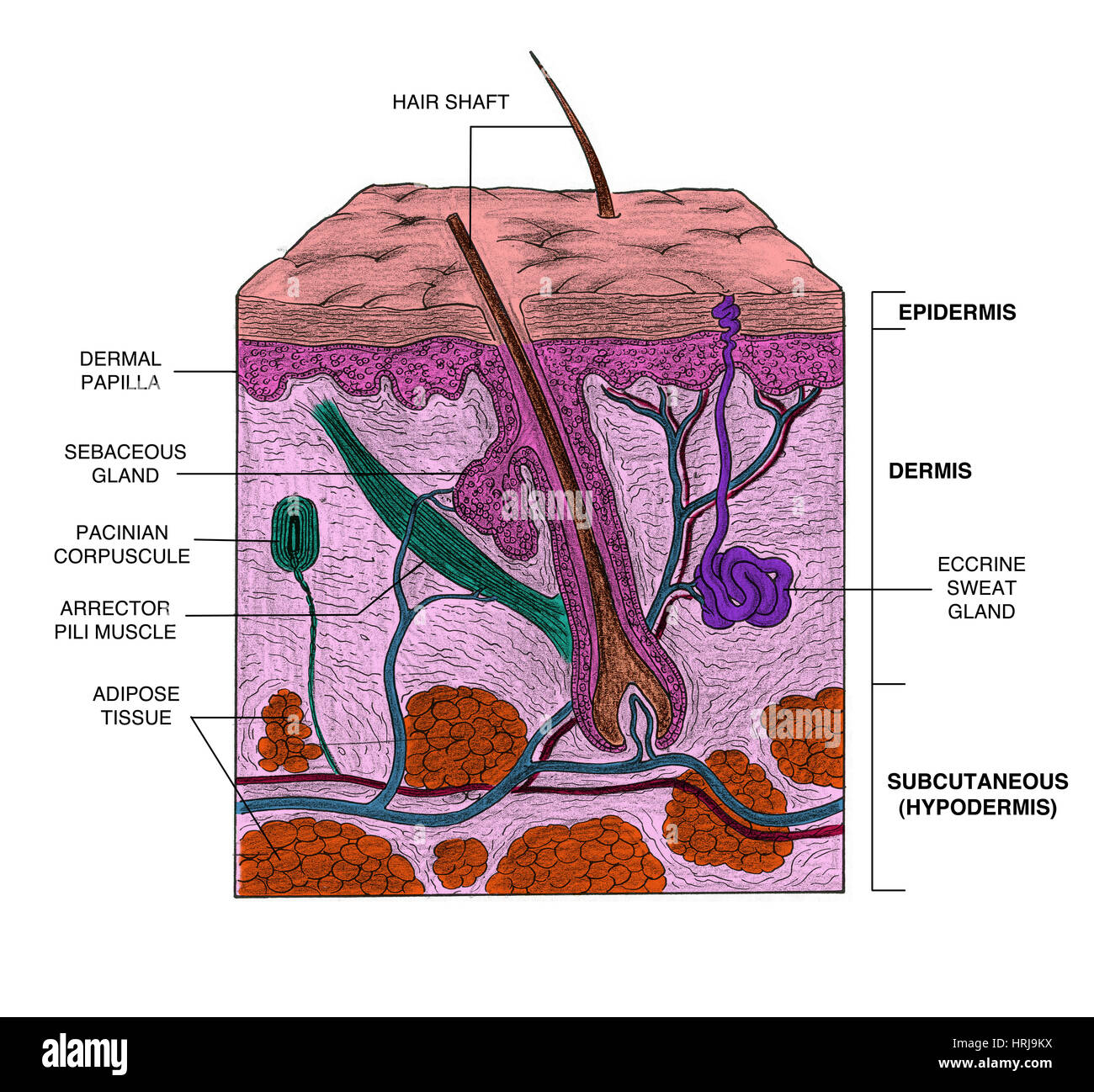 Arrector Pili Muscle High Resolution Stock Photography and Images - Alamy