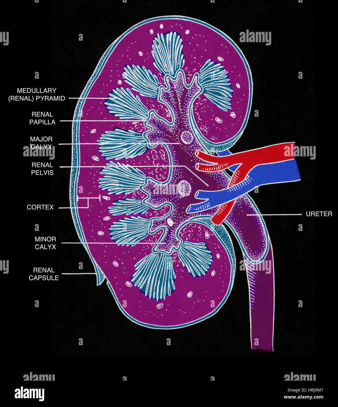Renal Papilla Stock Photos & Renal Papilla Stock Images - Alamy