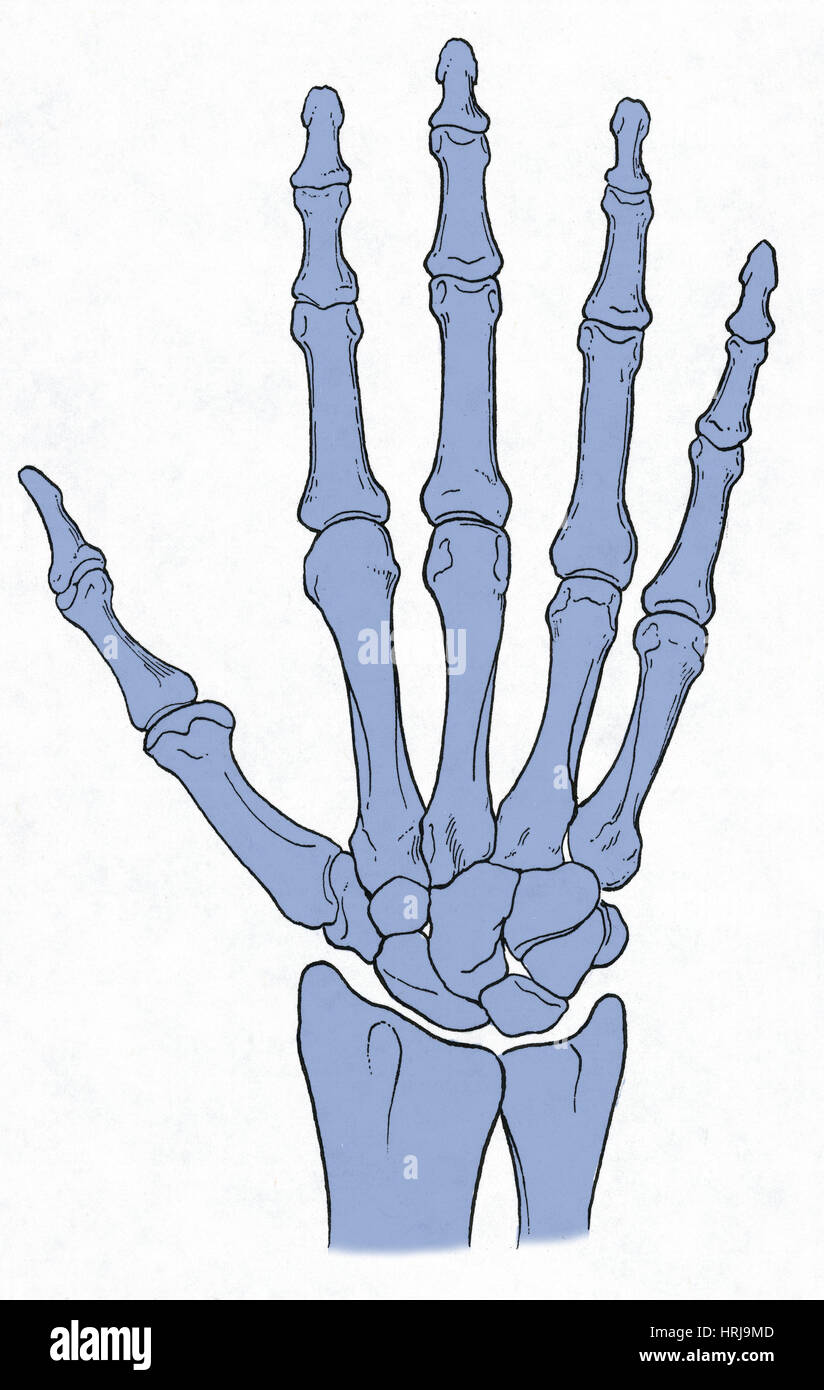 Hand bones diagram hi-res stock photography and images - Alamy