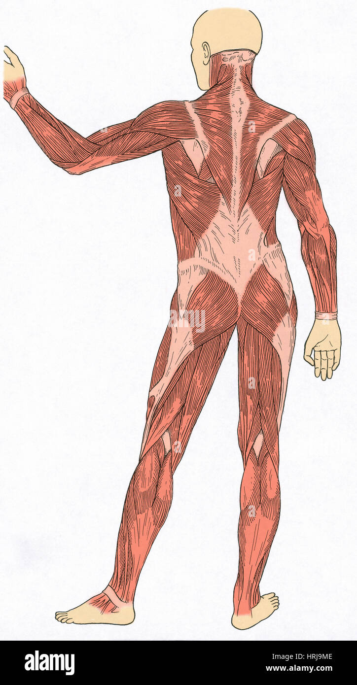 Muscular system diagram hi-res stock photography and images - Alamy