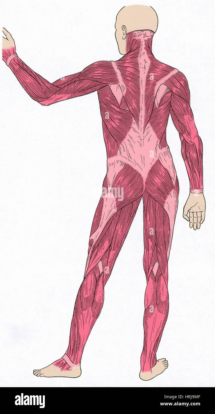 Muscular system diagram hi-res stock photography and images - Alamy