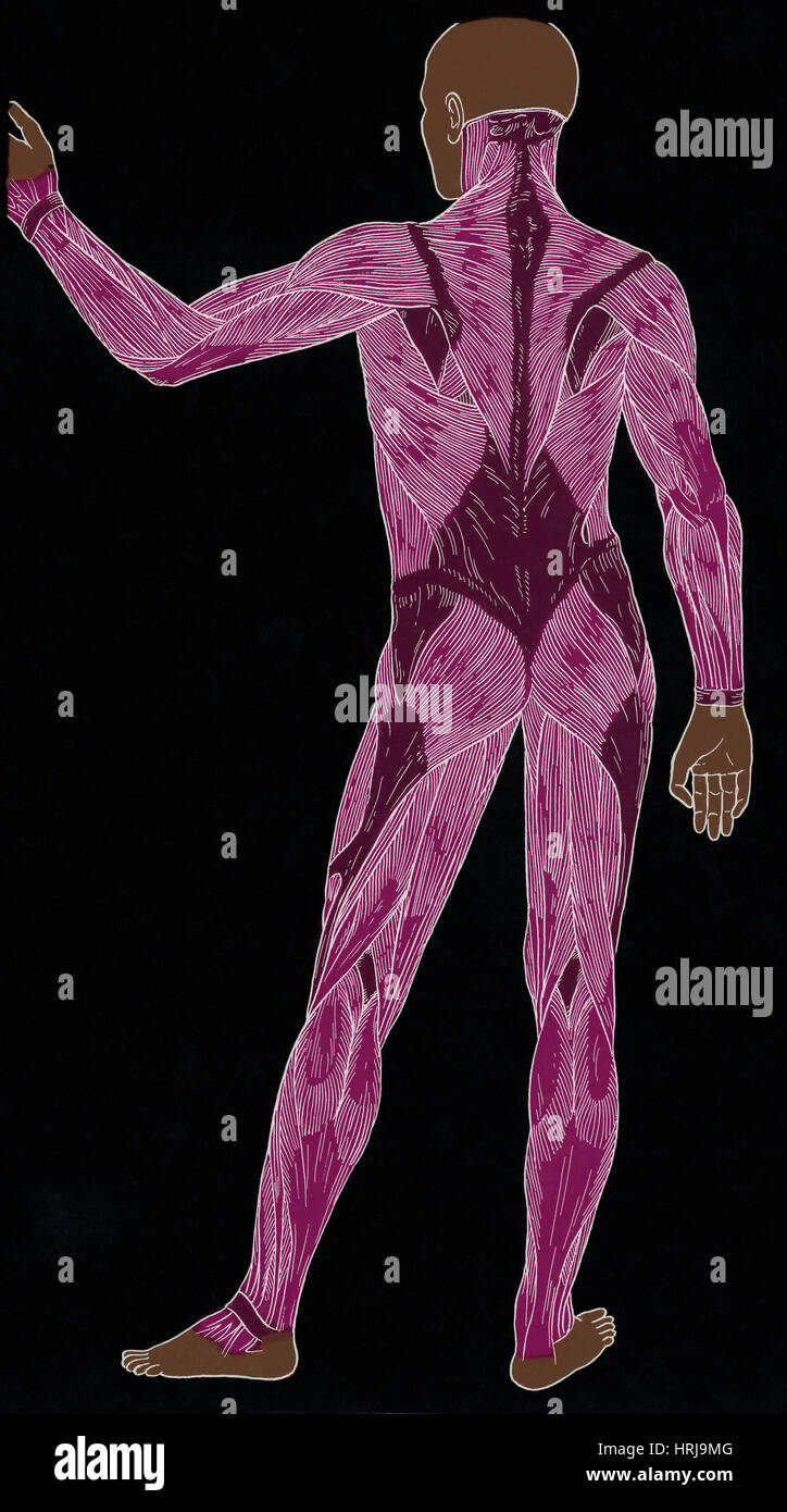 Muscular anatomy drawing hi-res stock photography and images - Alamy