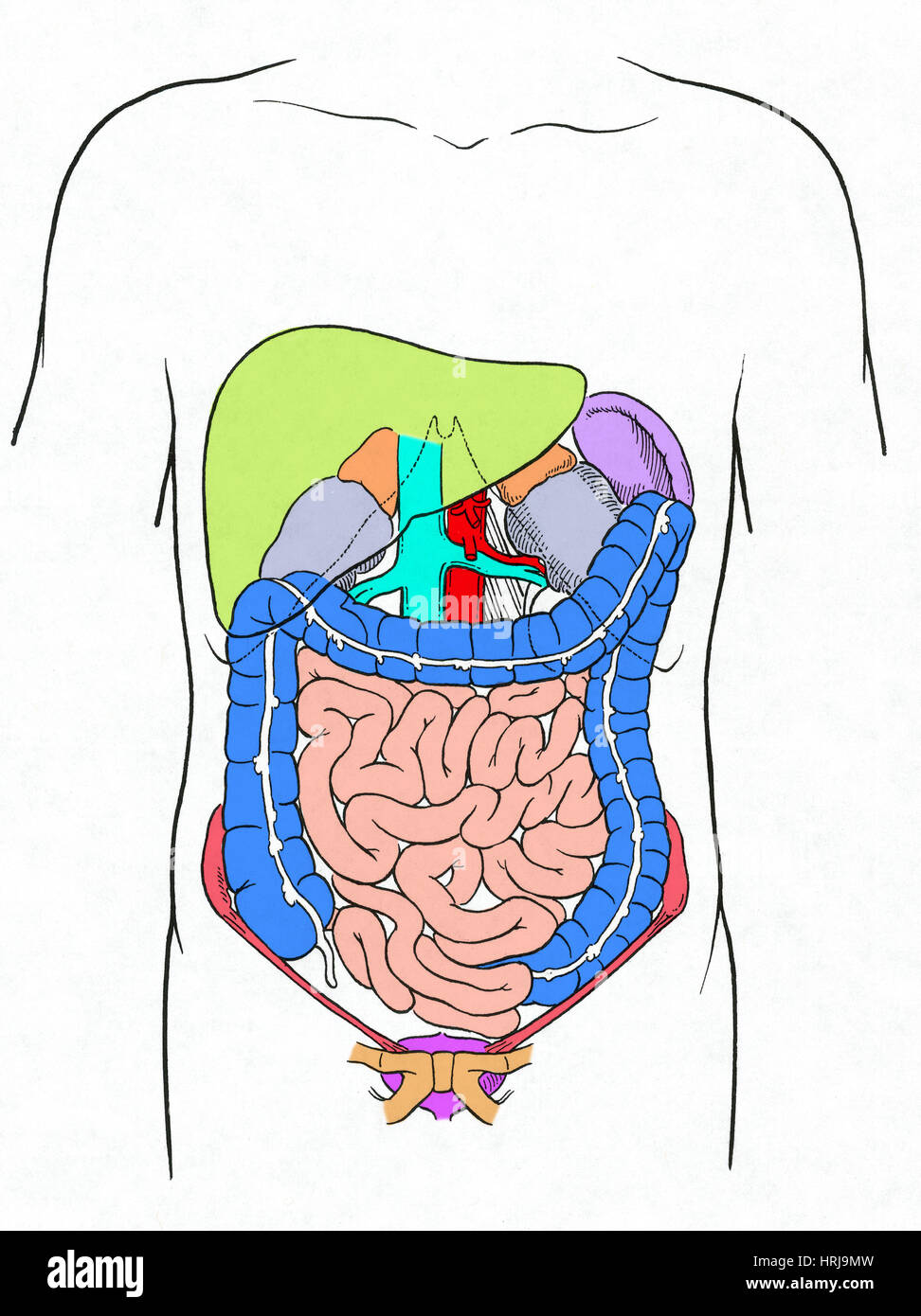 Digestive System Diagram Stock Photos & Digestive System Diagram Stock ...