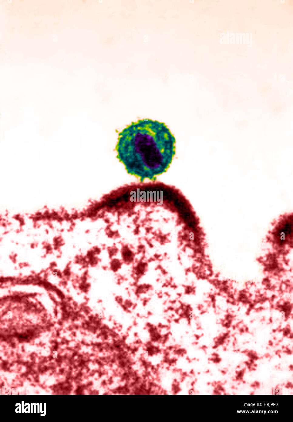 HIV Budding Out of Immune Cell, TEM Stock Photo - Alamy