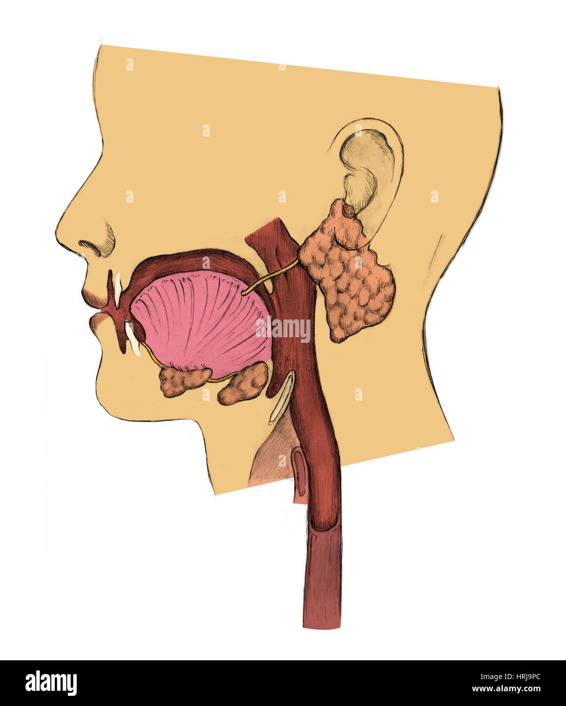 Ear and throat Cut Out Stock Images & Pictures - Alamy
