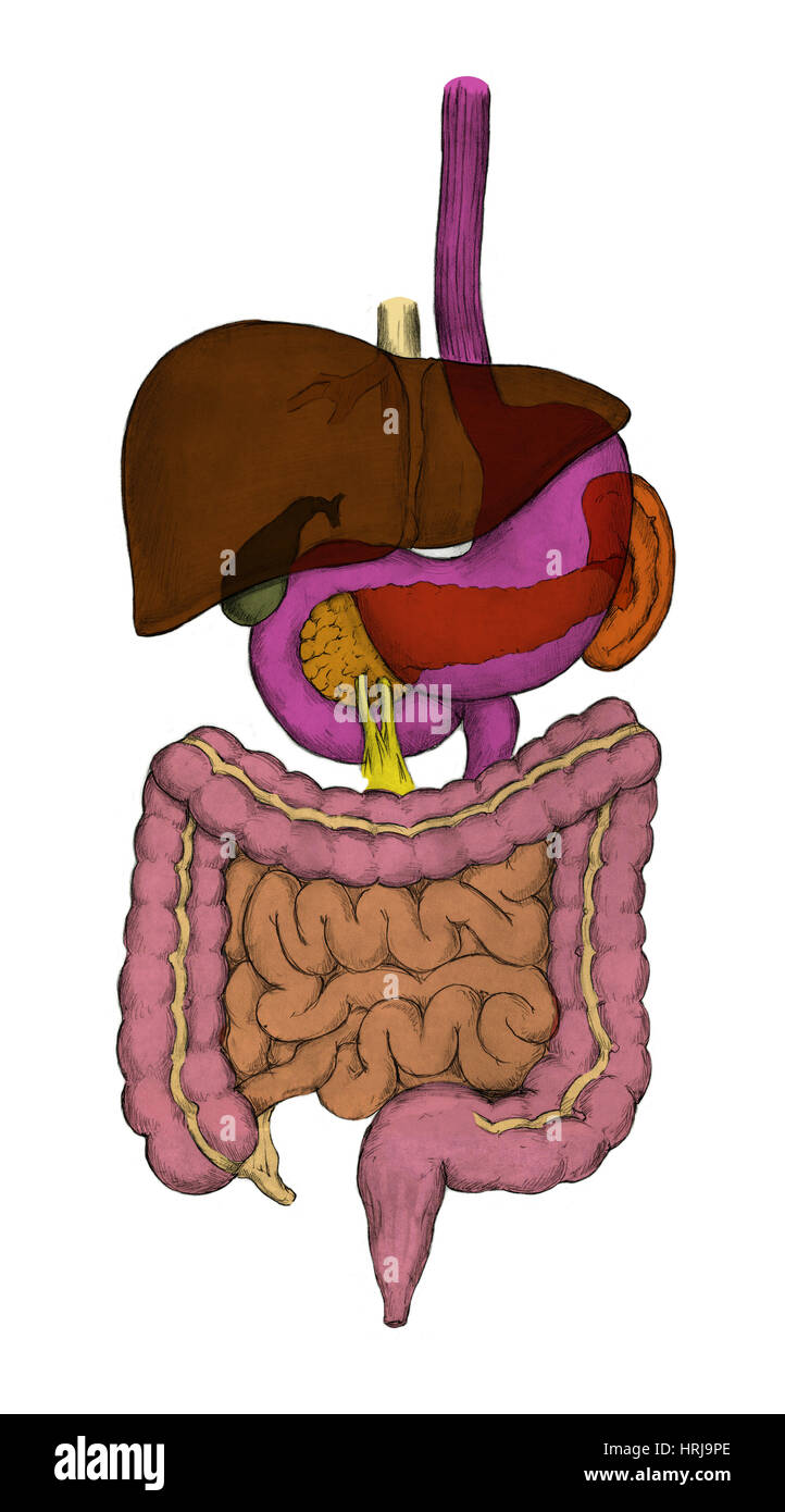 Digestive System Without Labels Clip Art