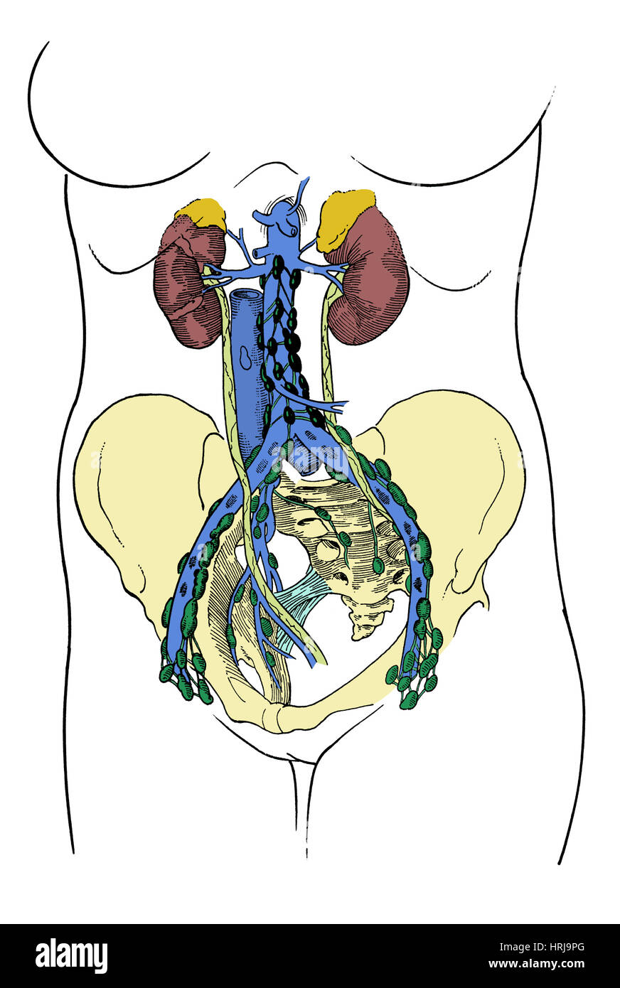 Lymphatic system drawing hi-res stock photography and images - Alamy
