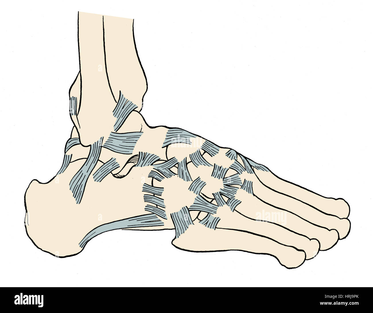 Foot ligaments anatomy hi-res stock photography and images - Alamy