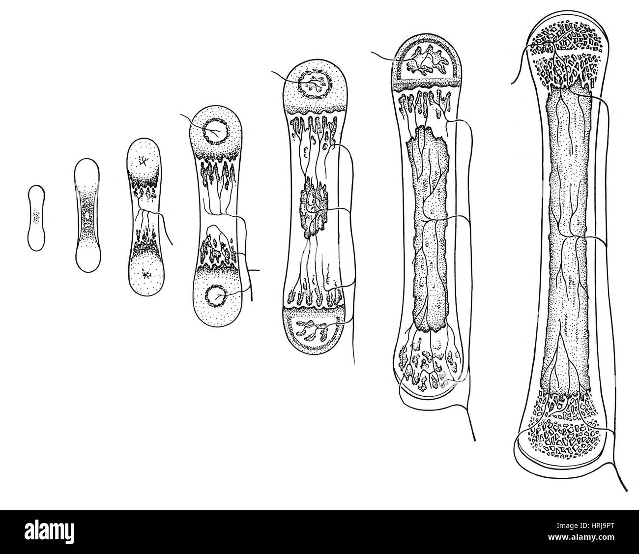 Bone development hi-res stock photography and images - Alamy