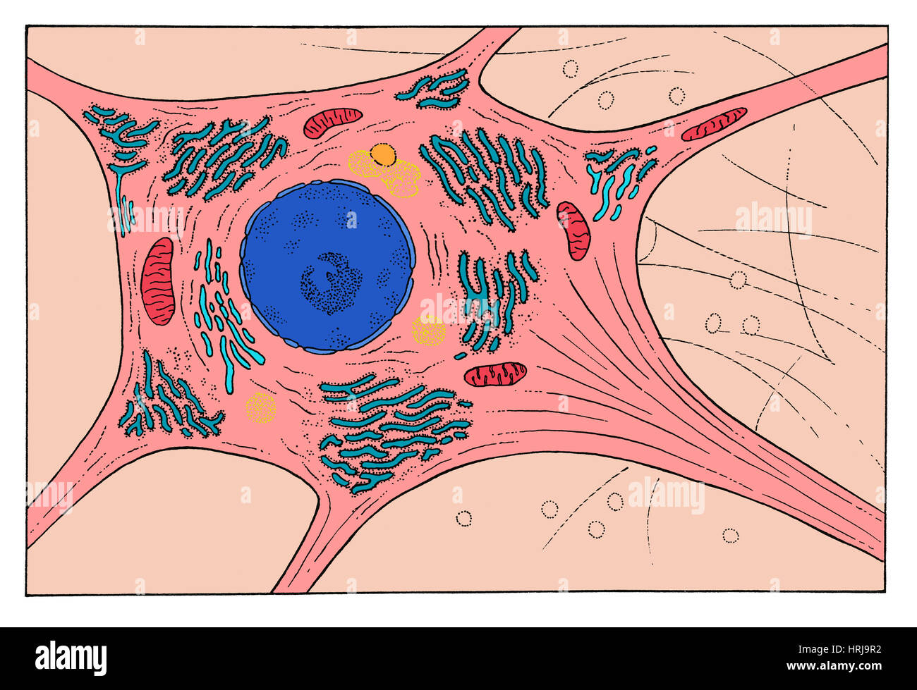 Nerve cell dendrites Cut Out Stock Images & Pictures - Alamy