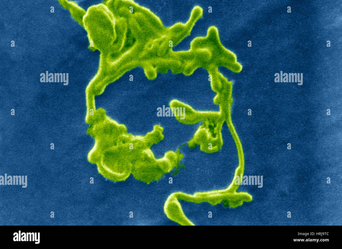 Ebola virus sem hi-res stock photography and images - Alamy
