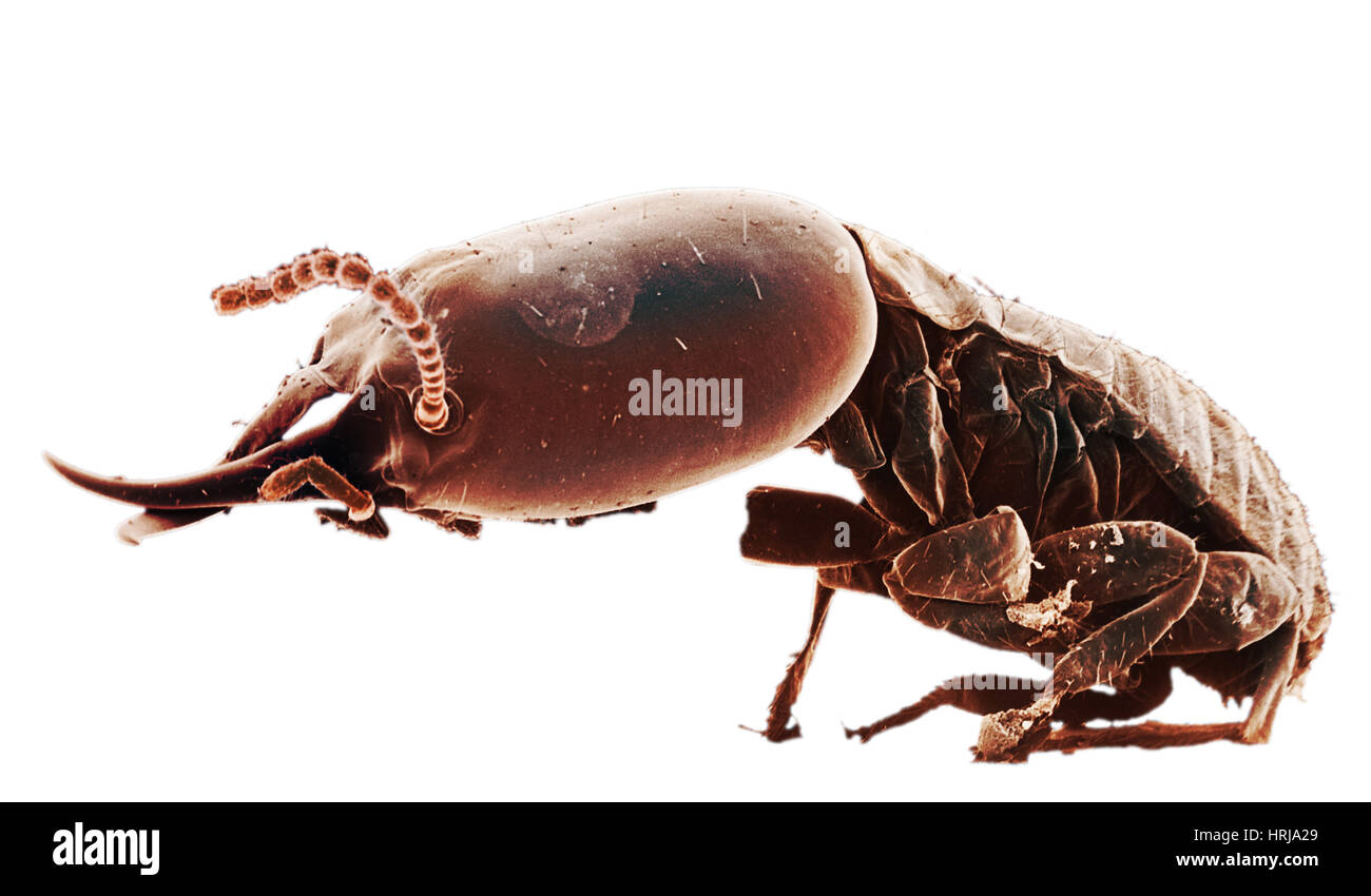 Termite soldier hi-res stock photography and images - Alamy