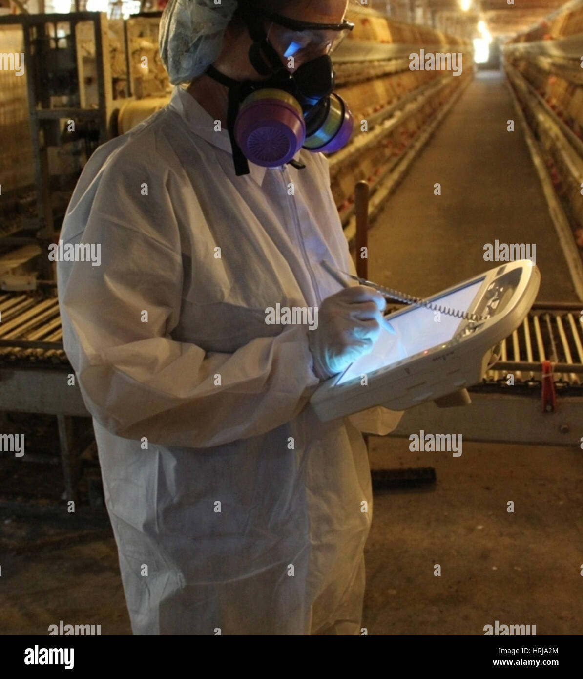 FDA Field Investigator Using Egg Pad Stock Photo - Alamy