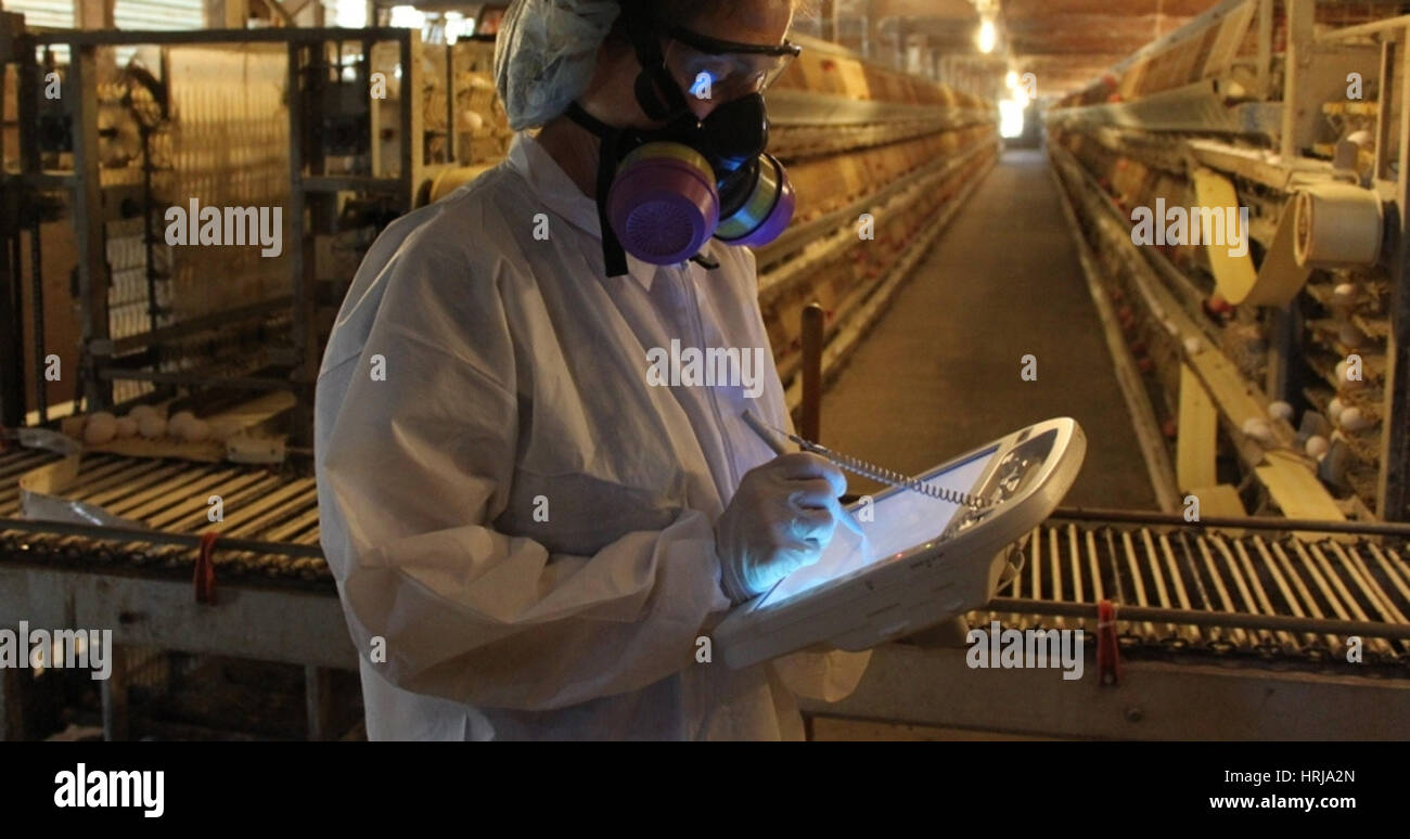 FDA Field Investigator Using Egg Pad Stock Photo - Alamy