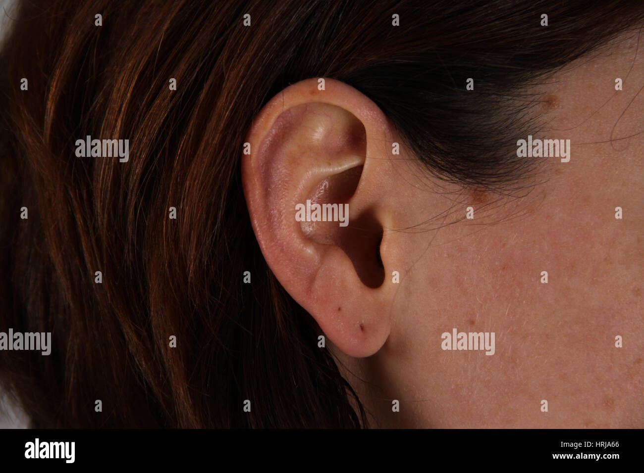 The normal hear hi-res stock photography and images - Alamy
