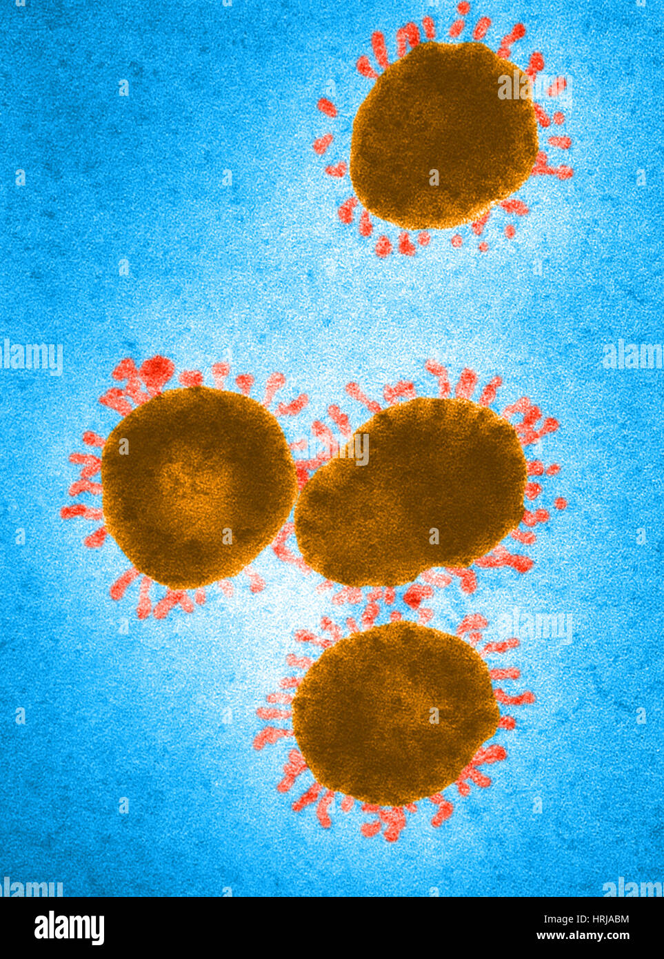 Avian infectious bronchitis virus hi-res stock photography and images ...