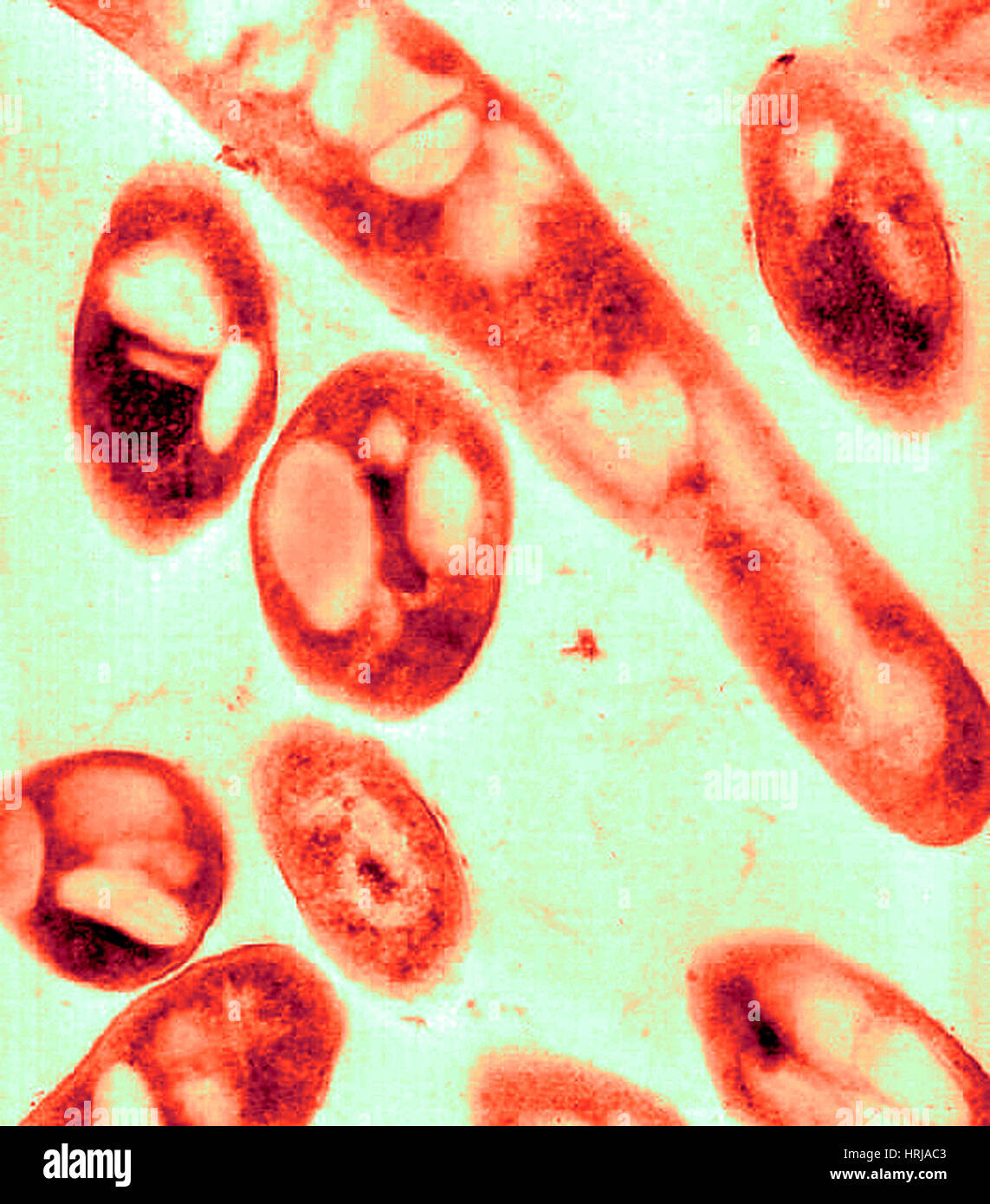 Endospore hi-res stock photography and images - Alamy